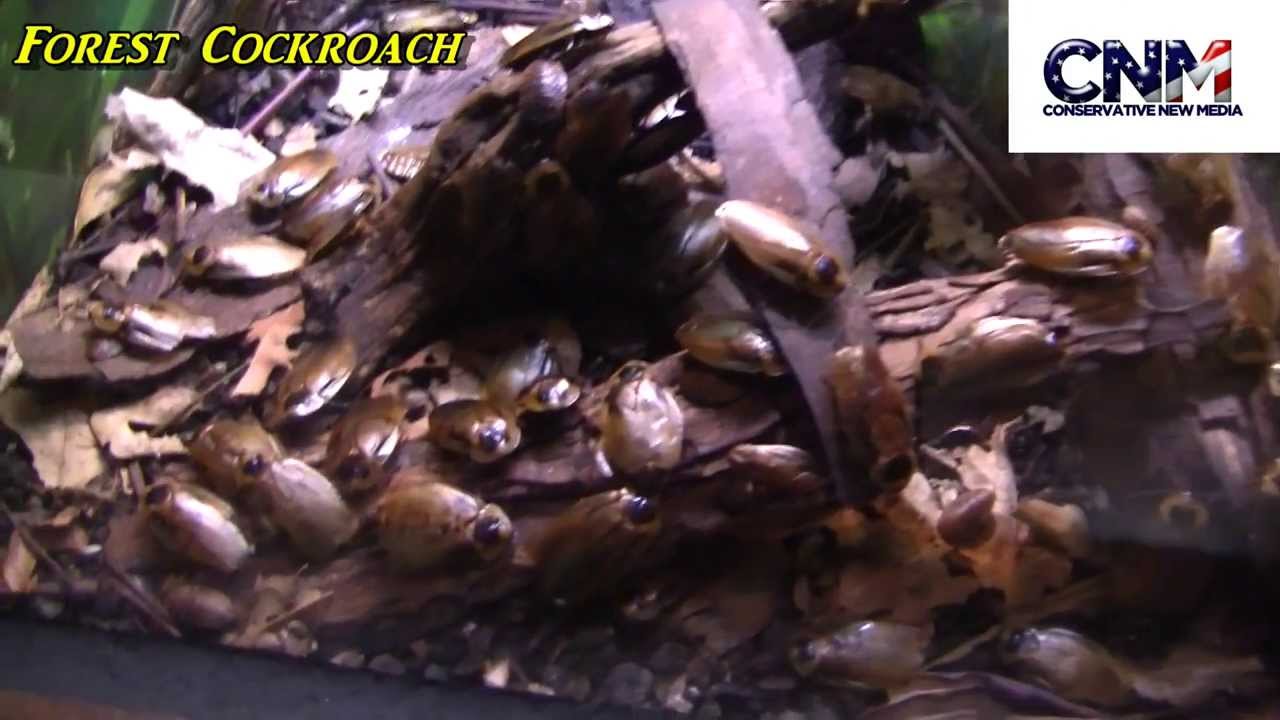 Forest Cockroaches in HD - YouTube
