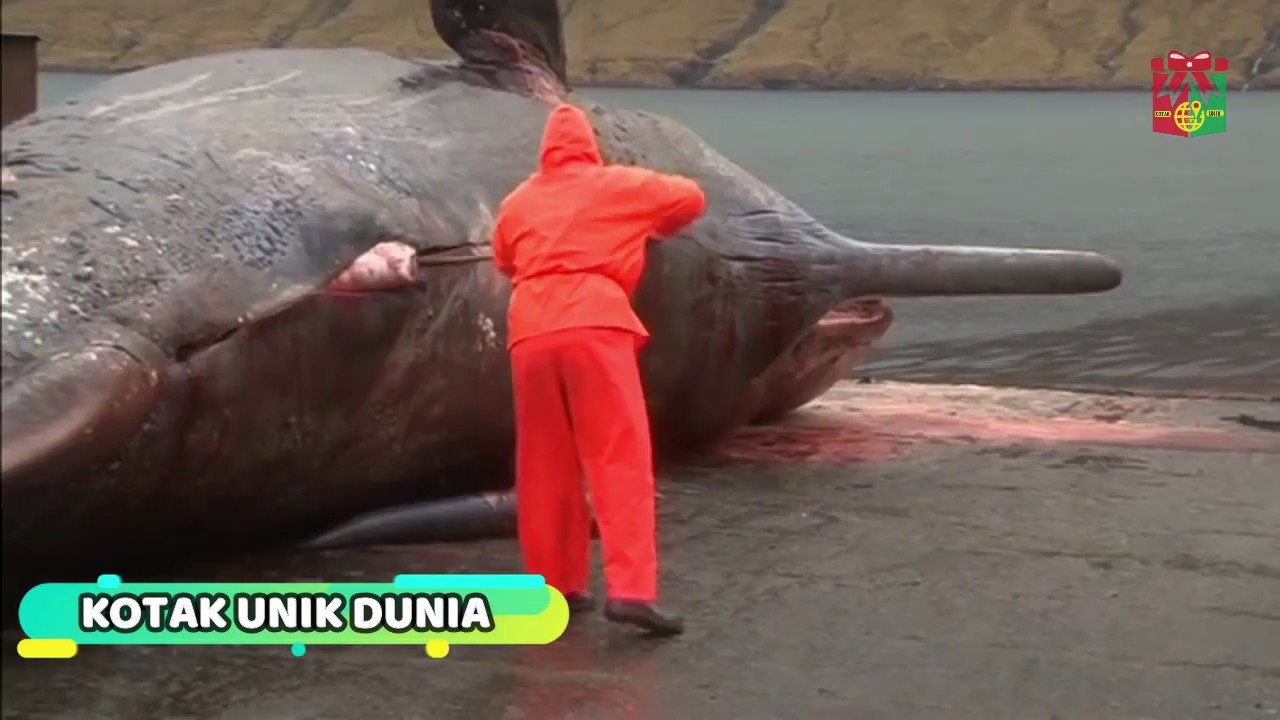 Jangan Sembarangan Membelah Perut Ikan Paus