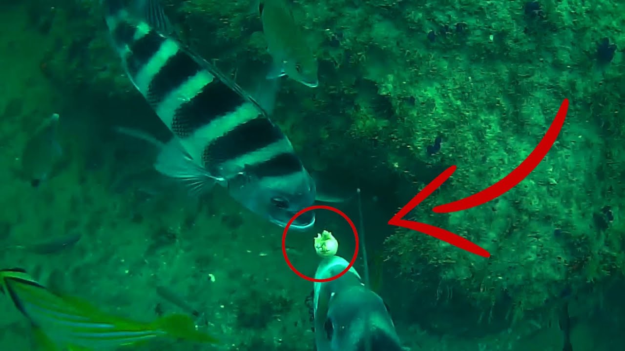 Sheepshead Underwater