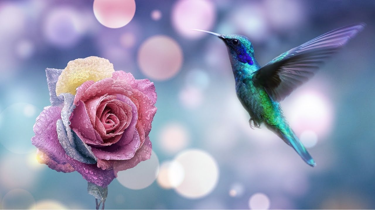 Relaxing Music & Birds Singing - Beautiful Piano Music, Morning Music ...