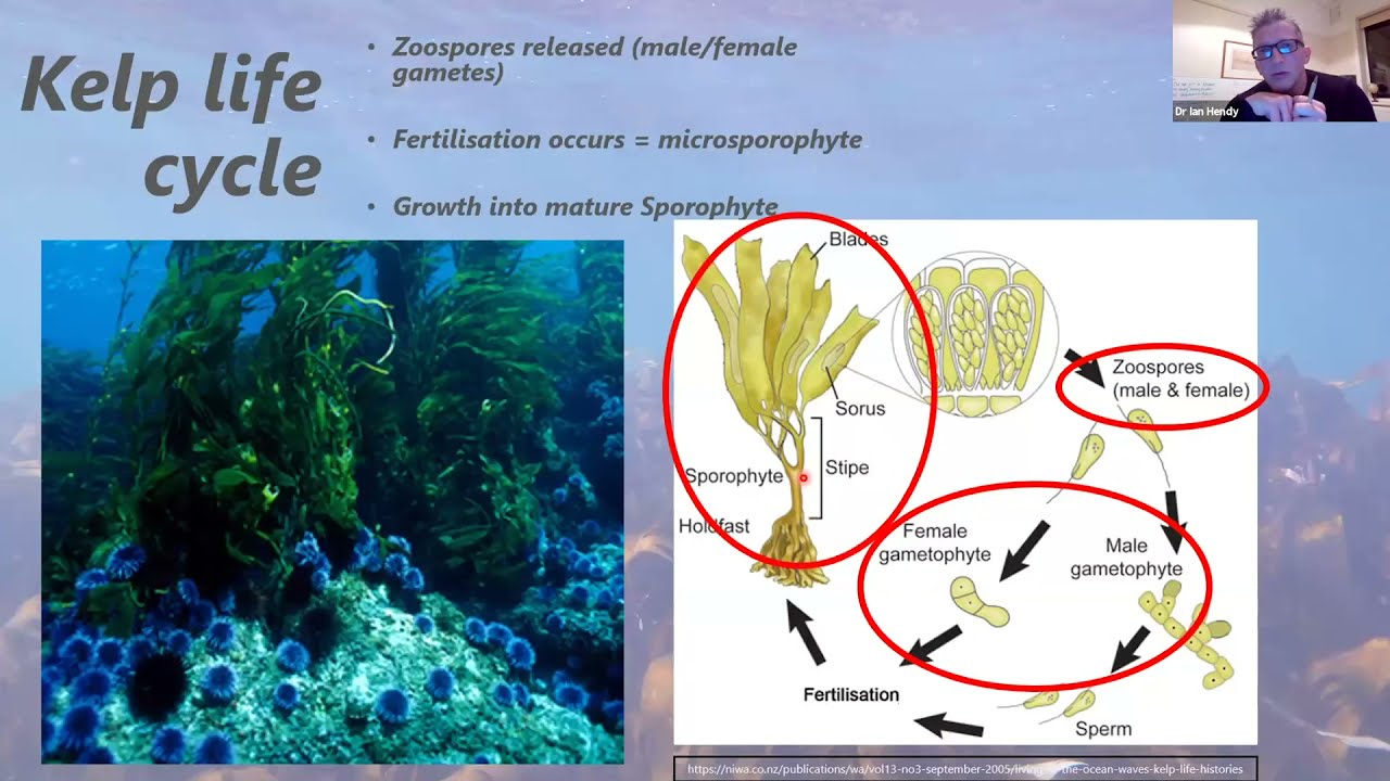 Kelp Diagram
