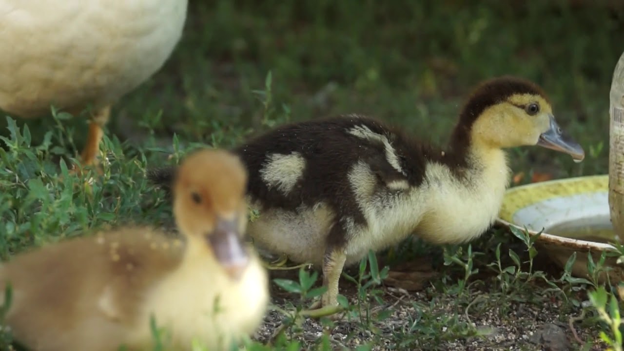 The Muscovy duck (Cairina moschata) - YouTube
