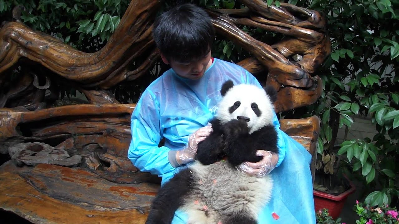 Cuddling a panda in Chengdu, Sichuan China - YouTube
