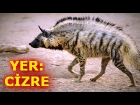 Türkiye'de Yaşayan 8 Büyük YIRTICI Hayvan - Anadolu'da Görülen En Vahşi Hayvanlar - Predator Animals