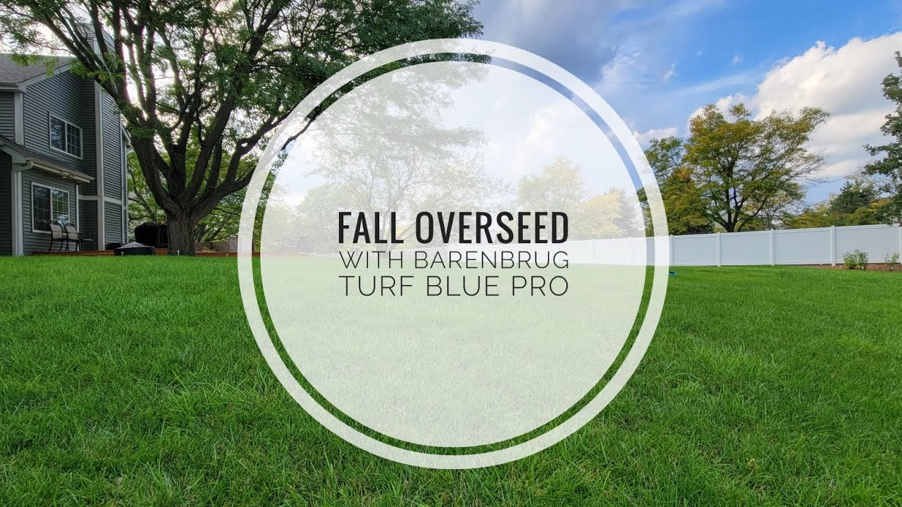 My first Fall Overseed with Barenbrug Turf Blue Pro KBG - YouTube