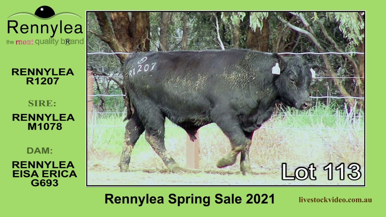 Lot 113 Rennylea 2021 Spring Sale - YouTube
