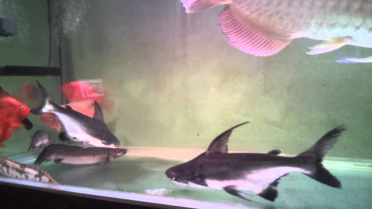 Green arowana,paroon shark - YouTube