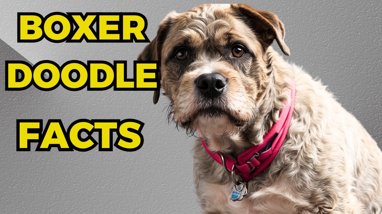 Boxerdoodle Dog - Top 10 Facts You Must Know - YouTube