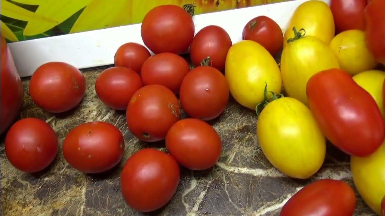 Лучшие засолочные томаты. Томат Знаменитая голландская девушка. Обзор ...