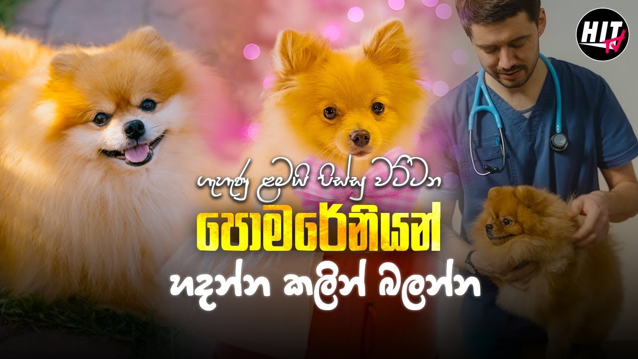 ගැහැණු ළමයි පිස්සු වට්ටන පොමරේනියන් හදන්න කලින් බලන්න | Pomeranian Dogs ...