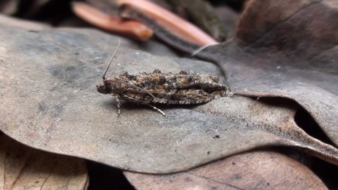 Maple Twig Borer (Proteoteras aesculana) - YouTube
