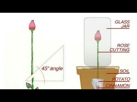 How to grow Rose cuttings in Potatoes - YouTube