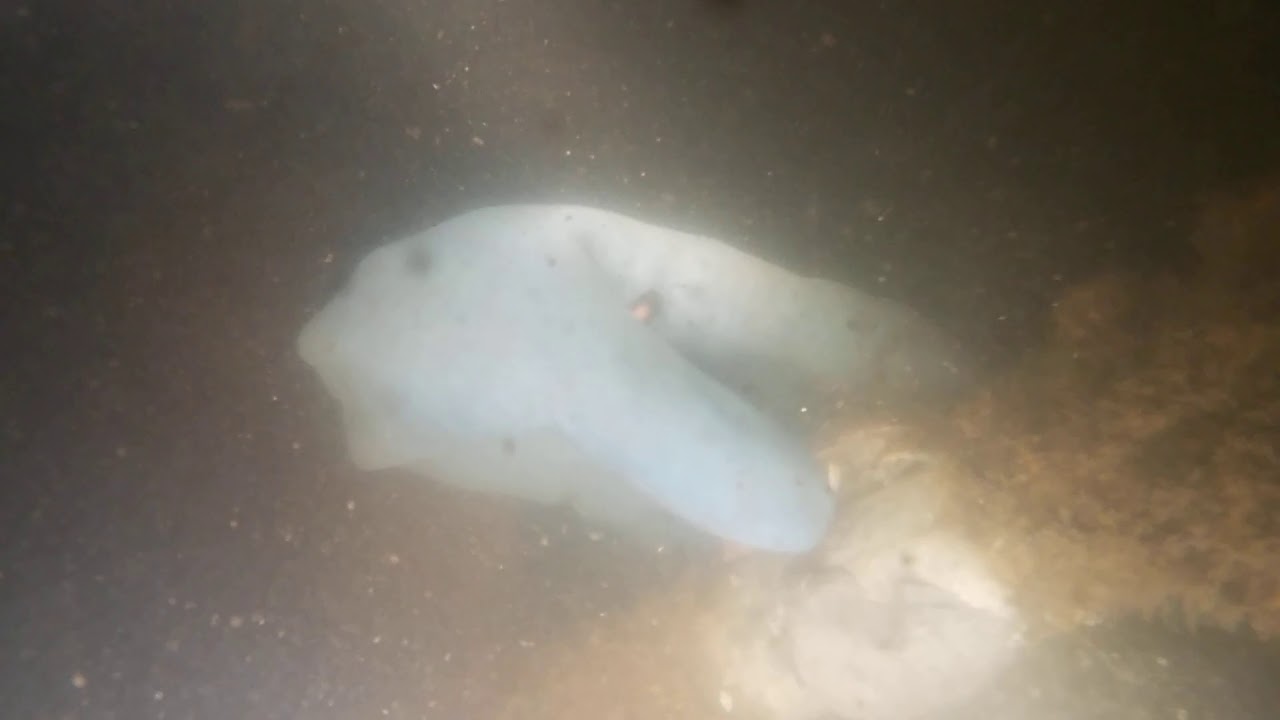 Nauti One 5 21 20 Before - YouTube