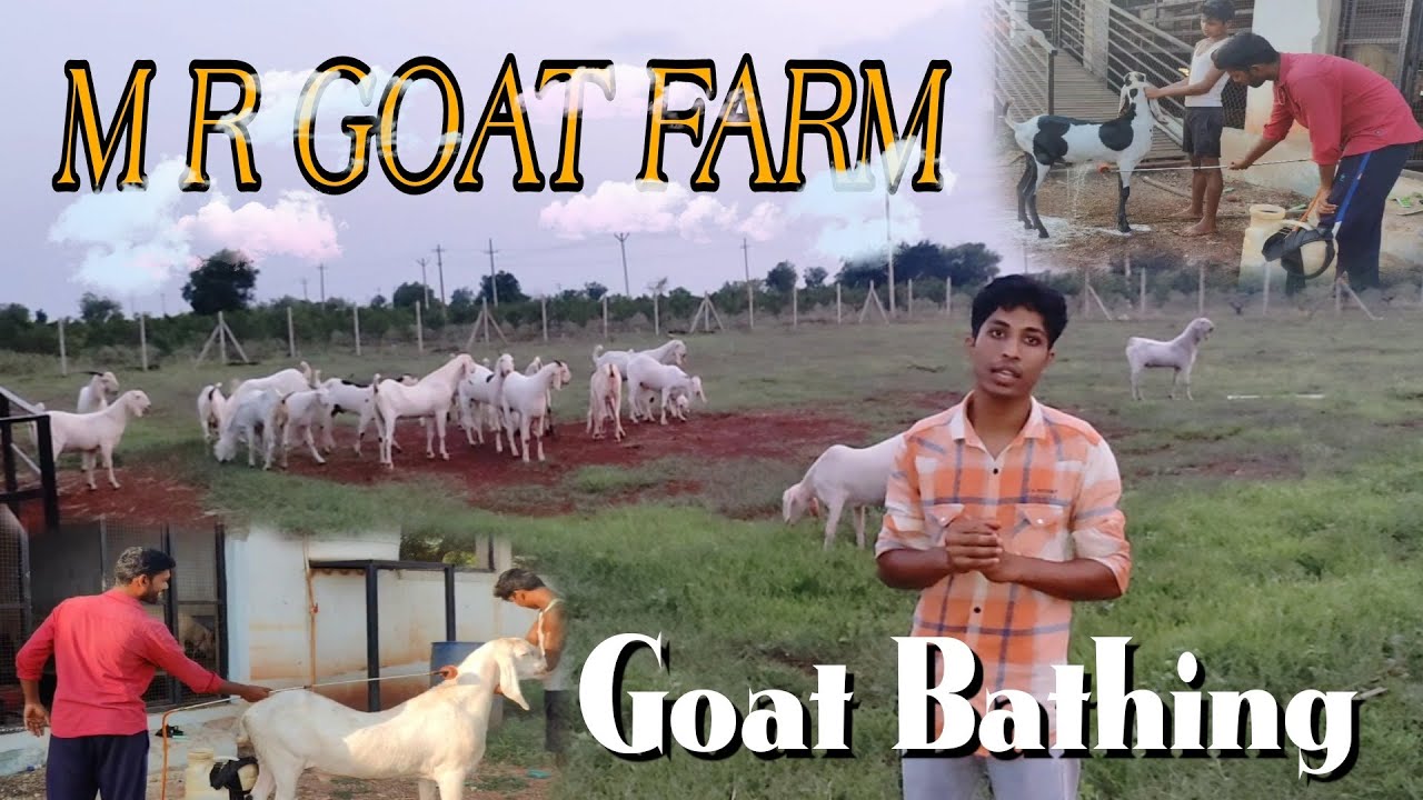 Goat Bathing at M R GOAT FARM big size Qurbani goats available in ...