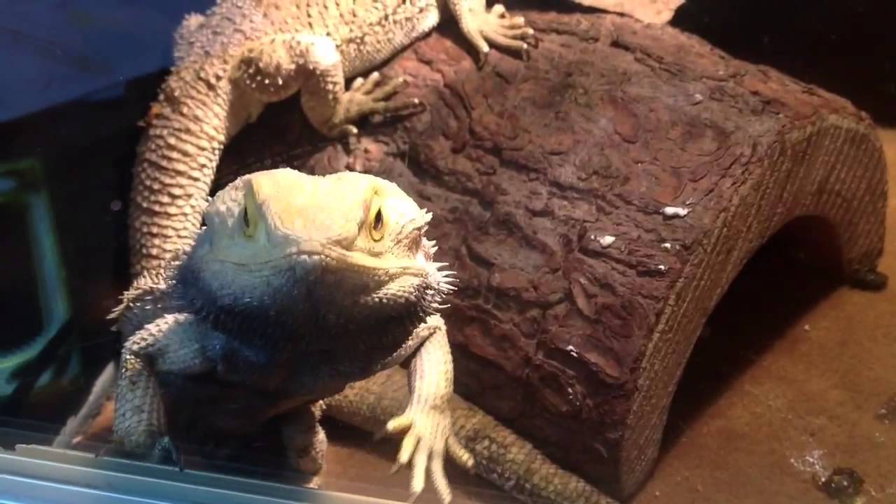 Dancing lizards MUST WATCH!!!!!! - YouTube