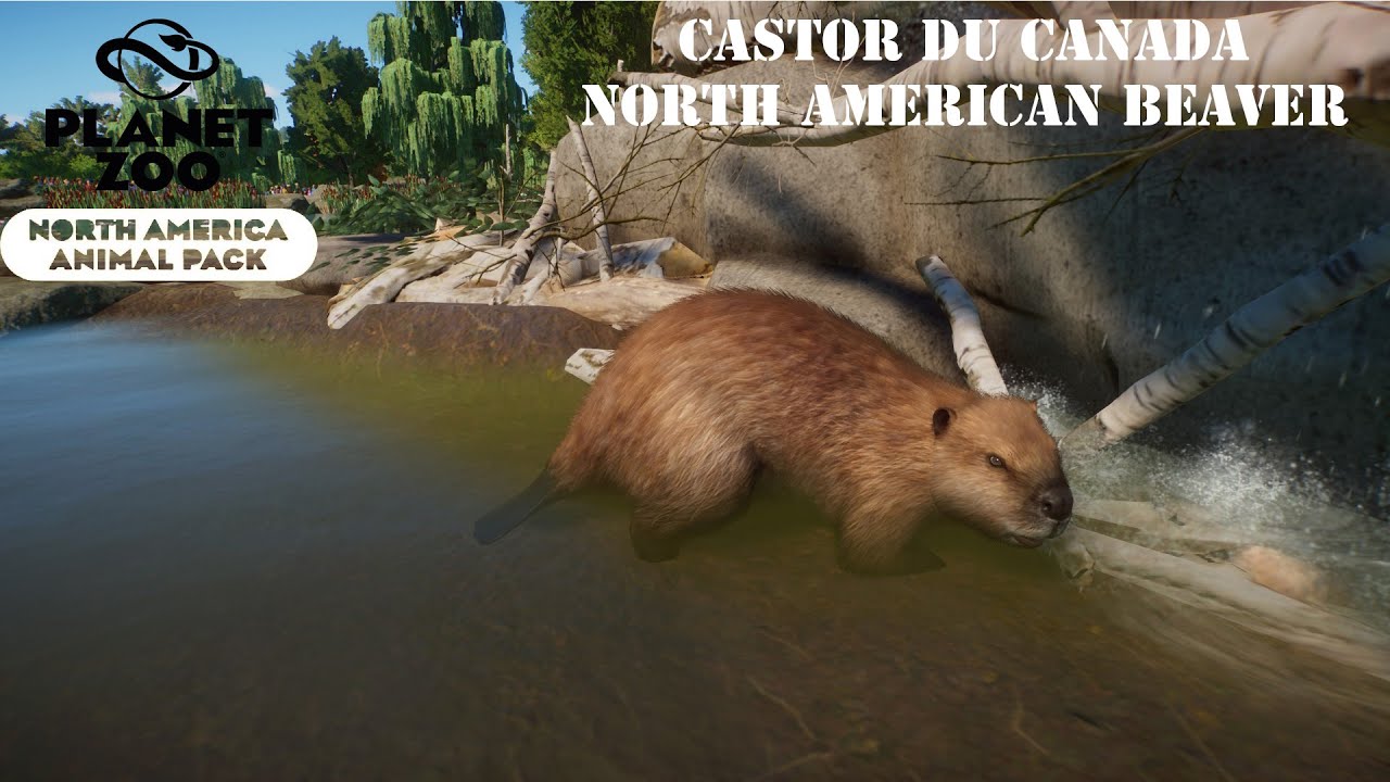 Planet Zoo: Amérique du Nord. Le castor du Canada/North American Beaver ...