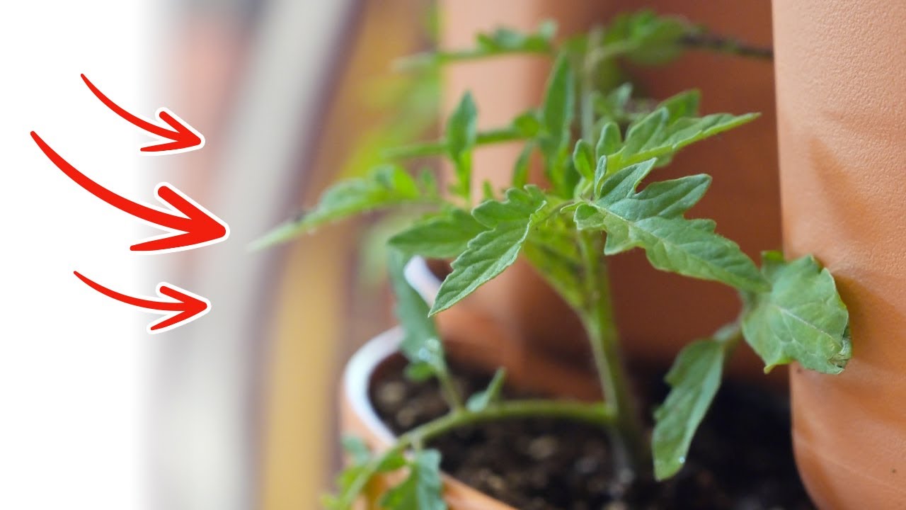 Start an Instant Salsa Garden!?! (EVEN IN THE CITY!) - YouTube