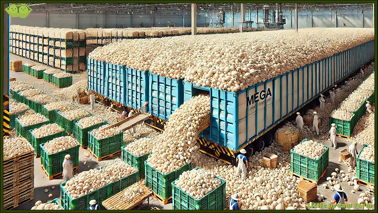 Mushroom Mega Factory: Harvesting and Processing Millions of Mushrooms ...