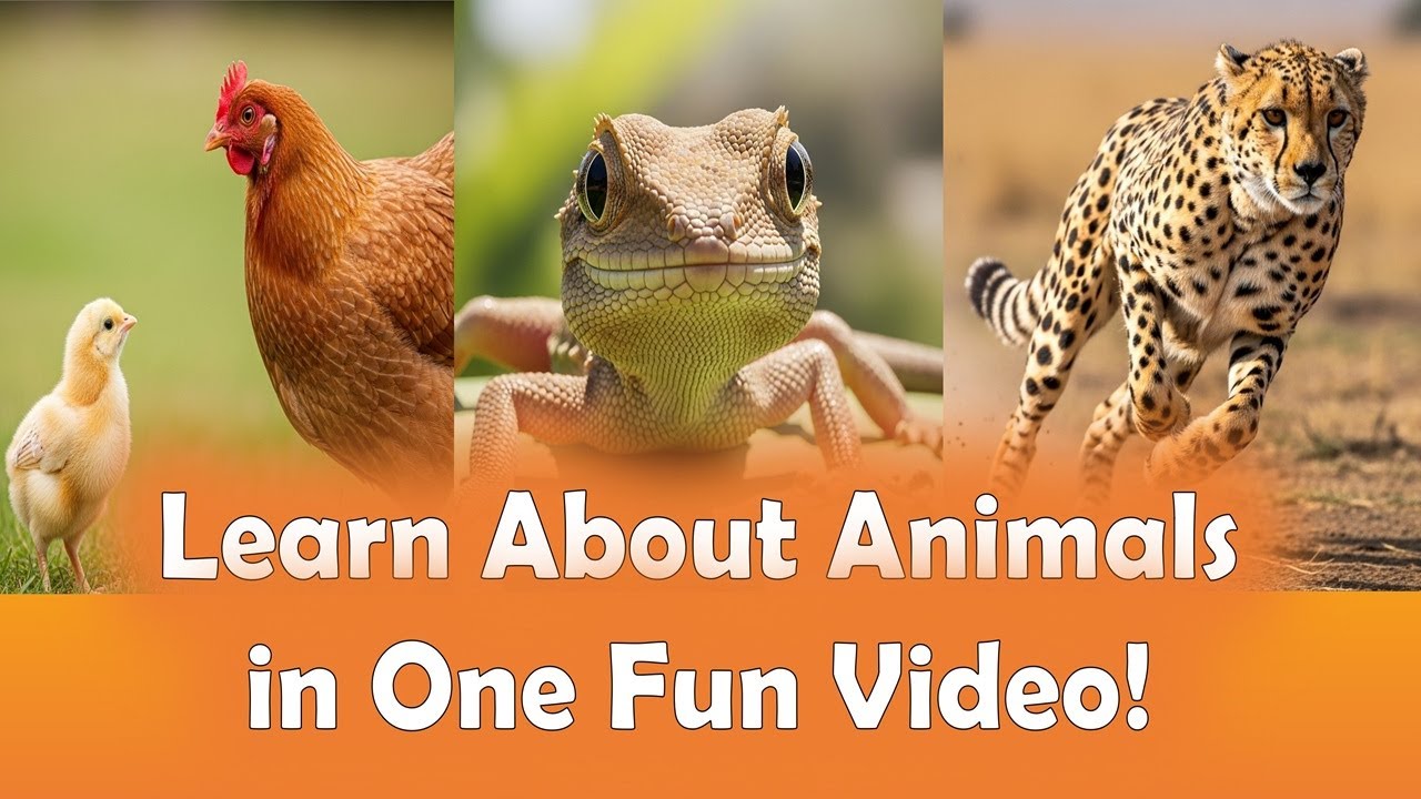 Learn About Animals in One Fun Video! - YouTube
