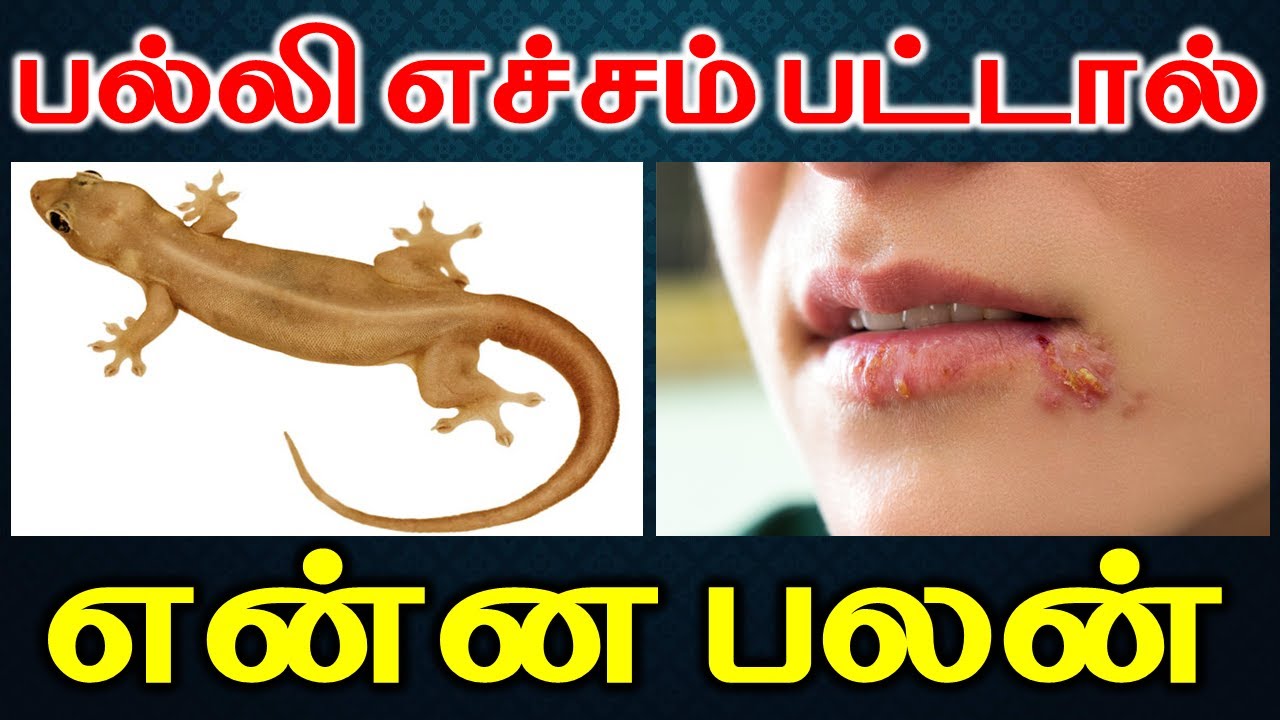 Palli sollum palan | பல்லி எச்சம் பட்டால் என்ன பலன் | astrology | Palli ...