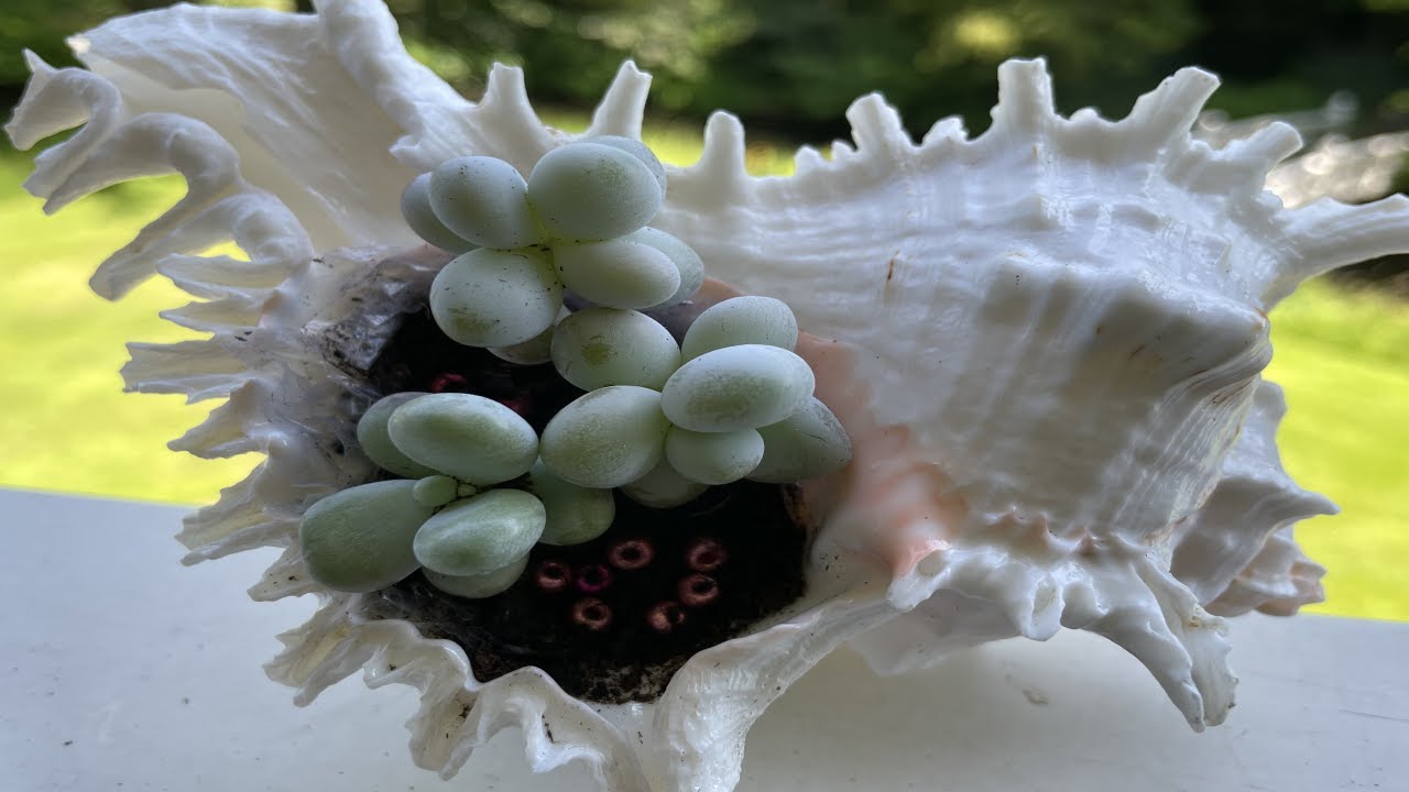 Pachyphytum oviferum verpotten en verzorgen in een schelp, repotting ...