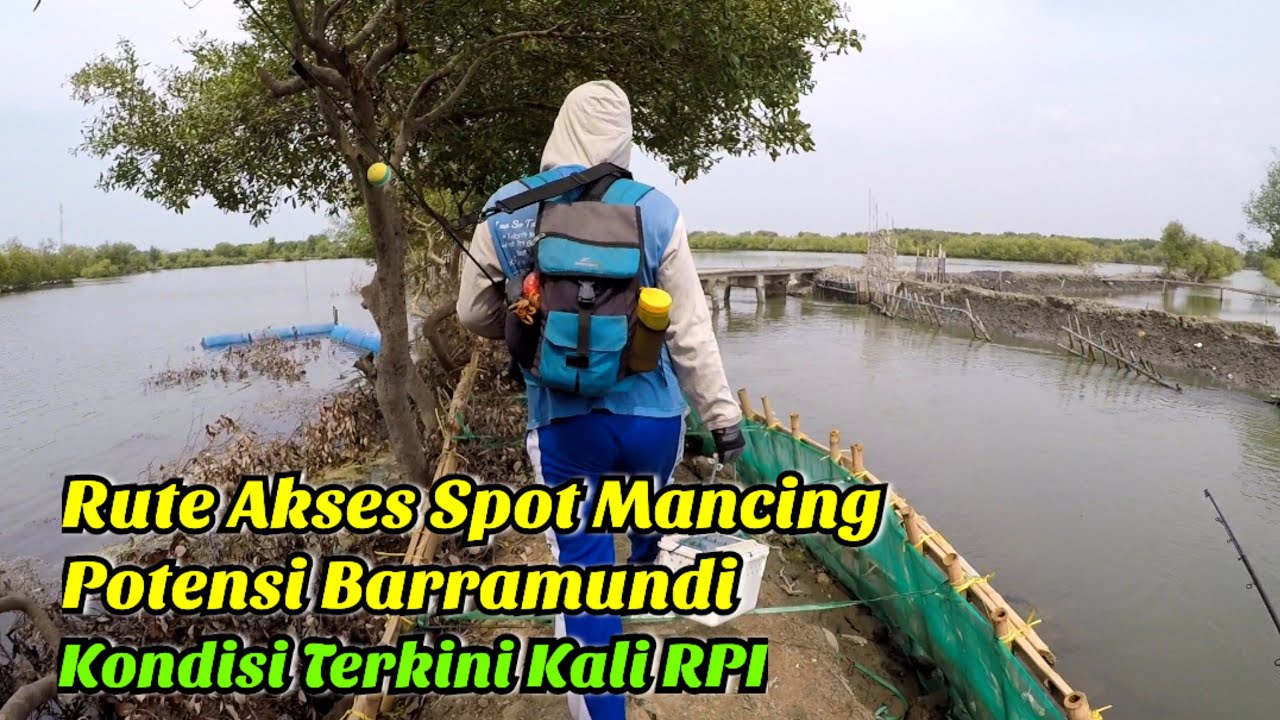 Rute Akses Spot Mancing Potensi Barramundi, Kondisi Terkini Kali RPI Kendal | Mancing Semarang ...