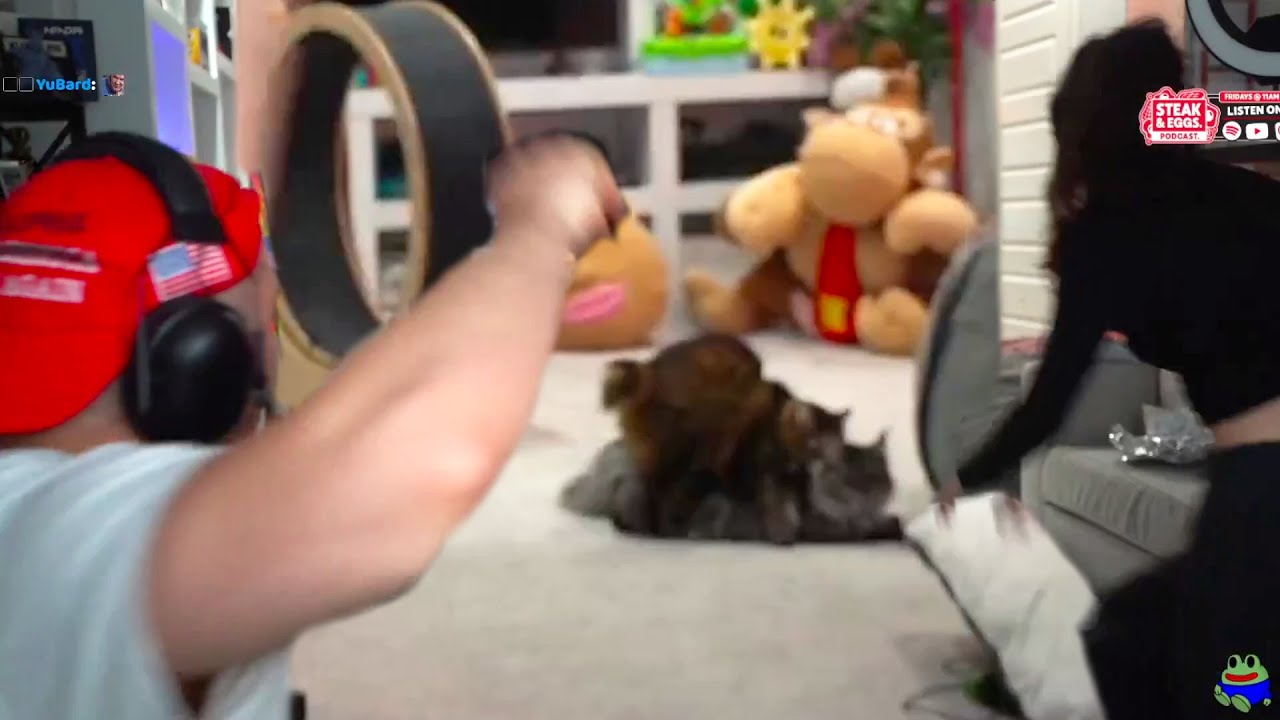 Mizkif's cats try to reproduce - Chompy on BUNKI - YouTube