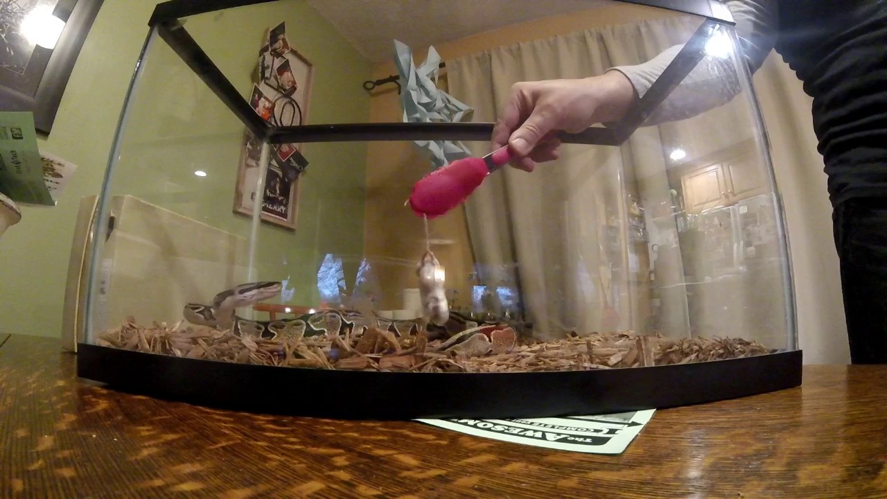 Ball Python Strike Youtube 1303