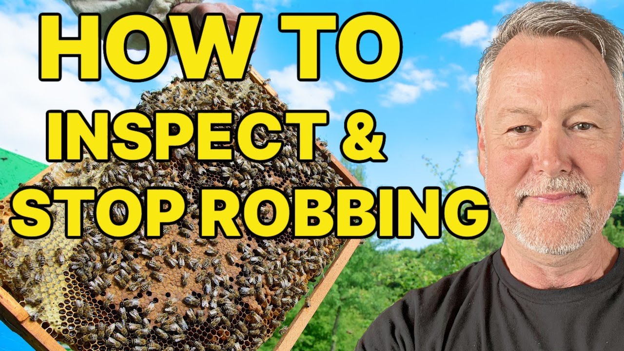 Beekeeping ALERT: Fall Inspections Can Cause Robbing! - YouTube
