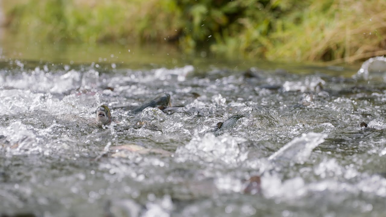 Fish Splashing In Water | (4K) - YouTube