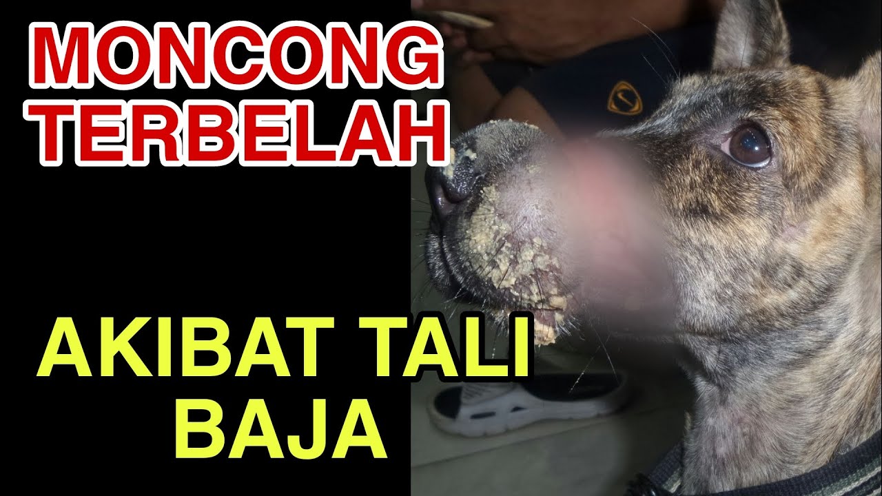 Moncong Anjing Ini Terbelah Kawat Baja! Kisah si Rikrik - YouTube