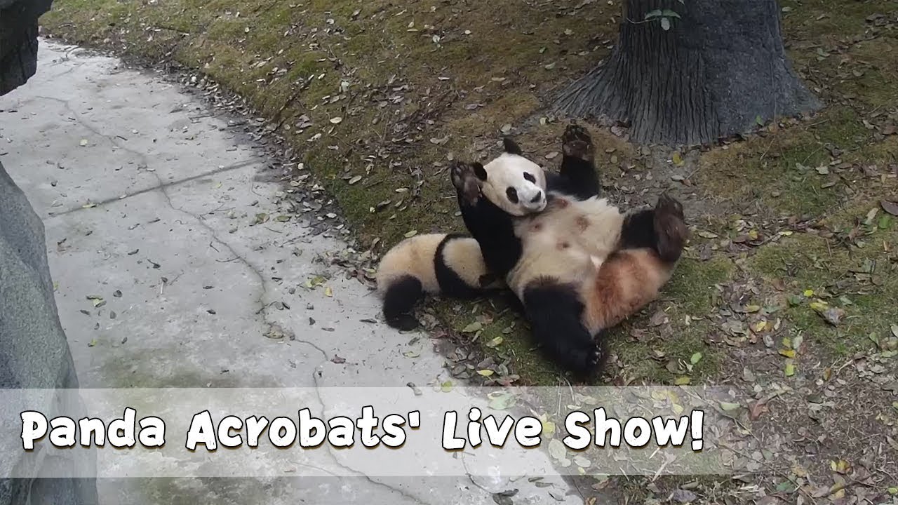 Panda Acrobats' Live Show! | iPanda - YouTube