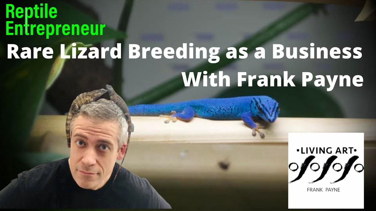 Rare Lizard Breeding as a Business with Frank Payne - YouTube