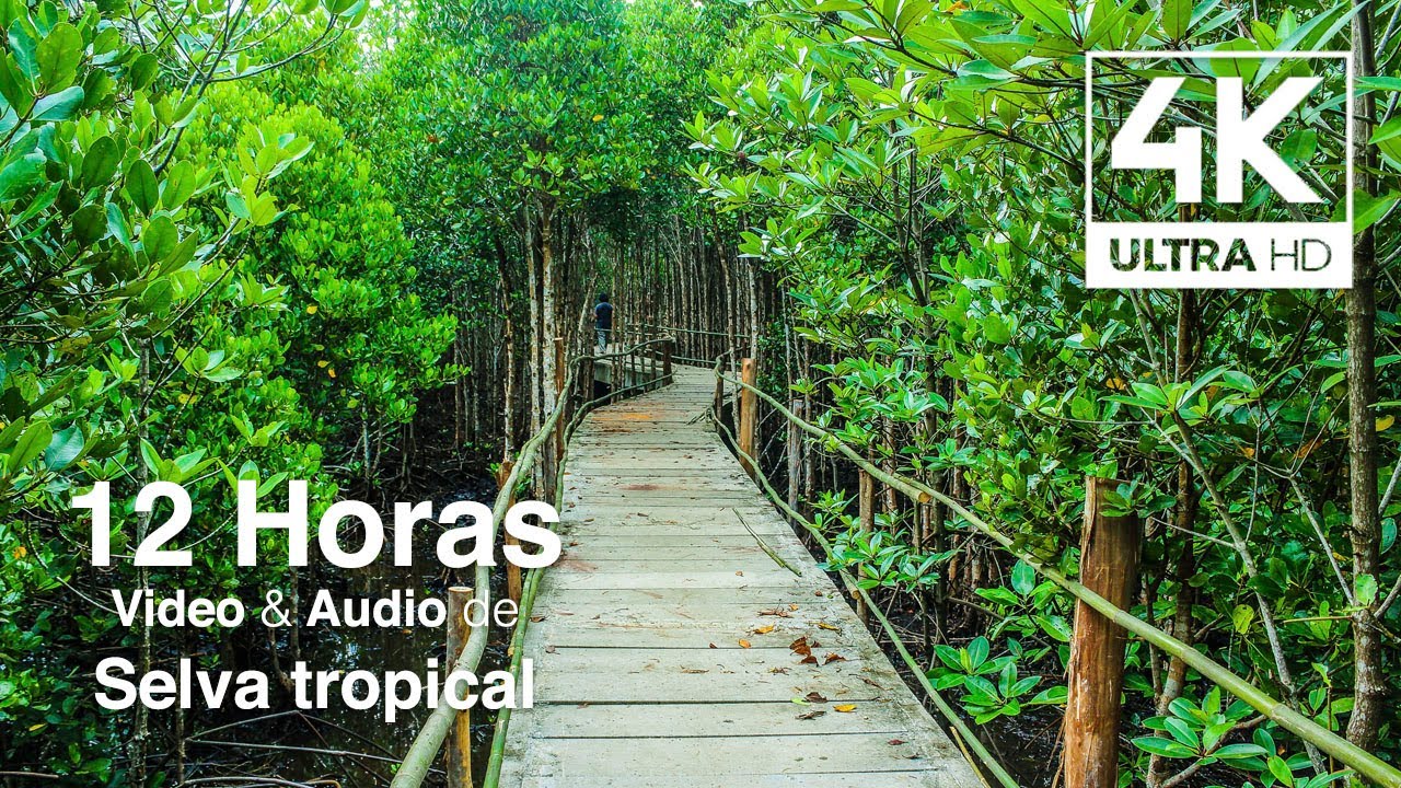 Sonido de la selva tropical 4K - 12 horas de sonidos naturales para ...