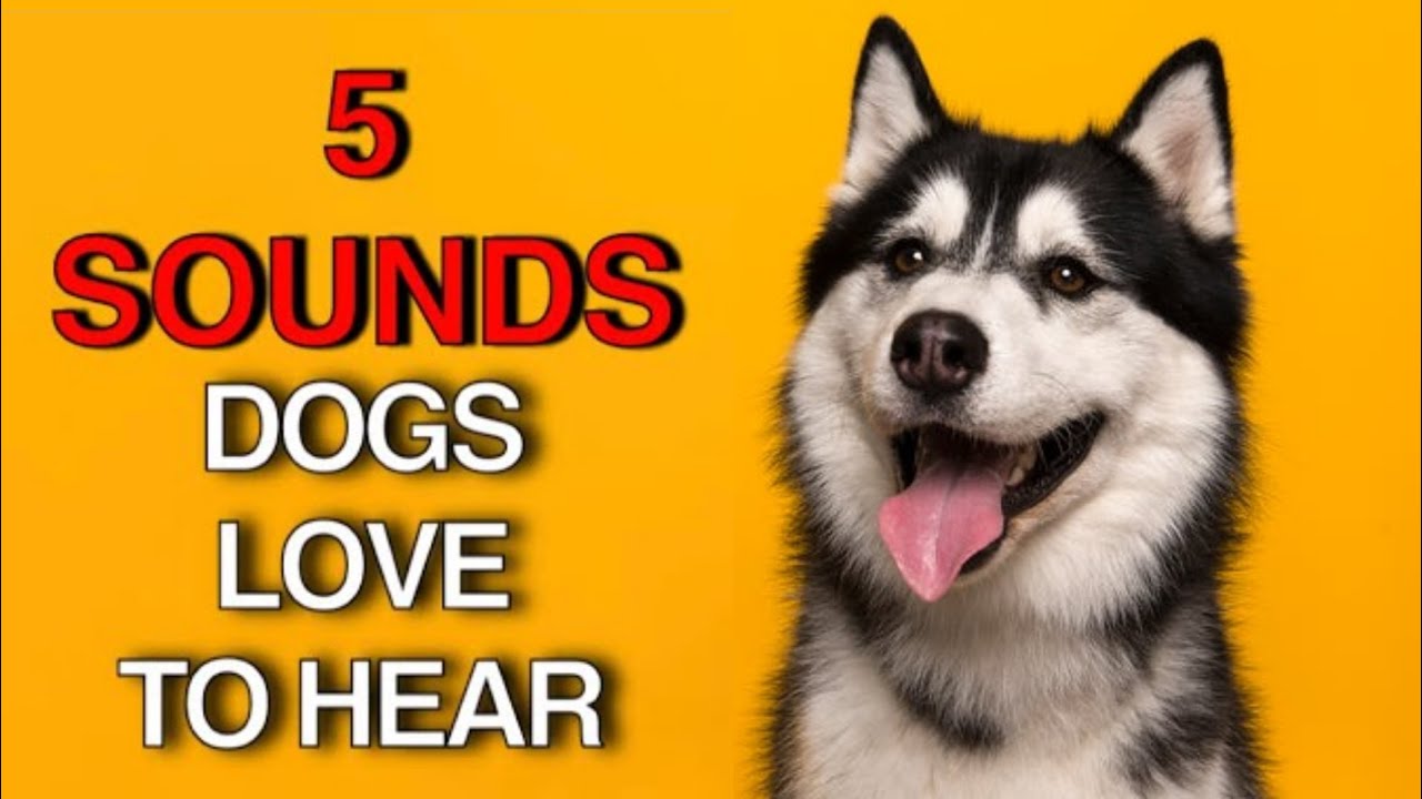 5 Sounds Your Dog Loves | Sounds that attract dogs and puppies - YouTube