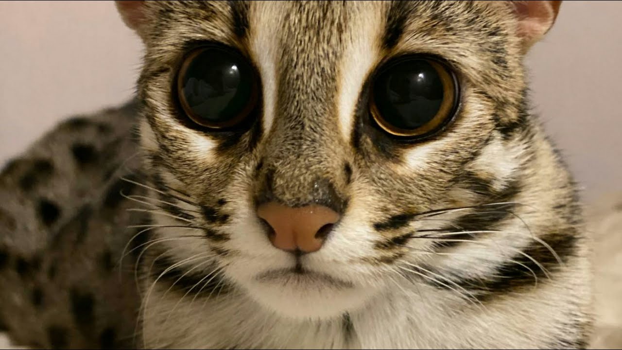 Asian Leopard Cat Busya Reacting to Snow - YouTube