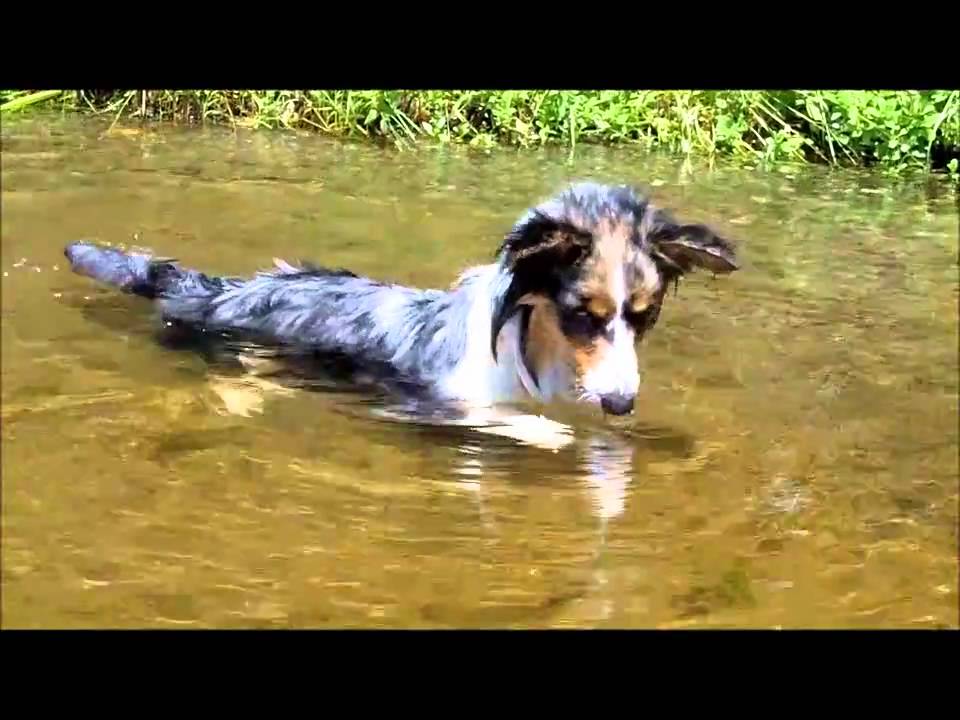 Cardigan Corgi Fishing - YouTube