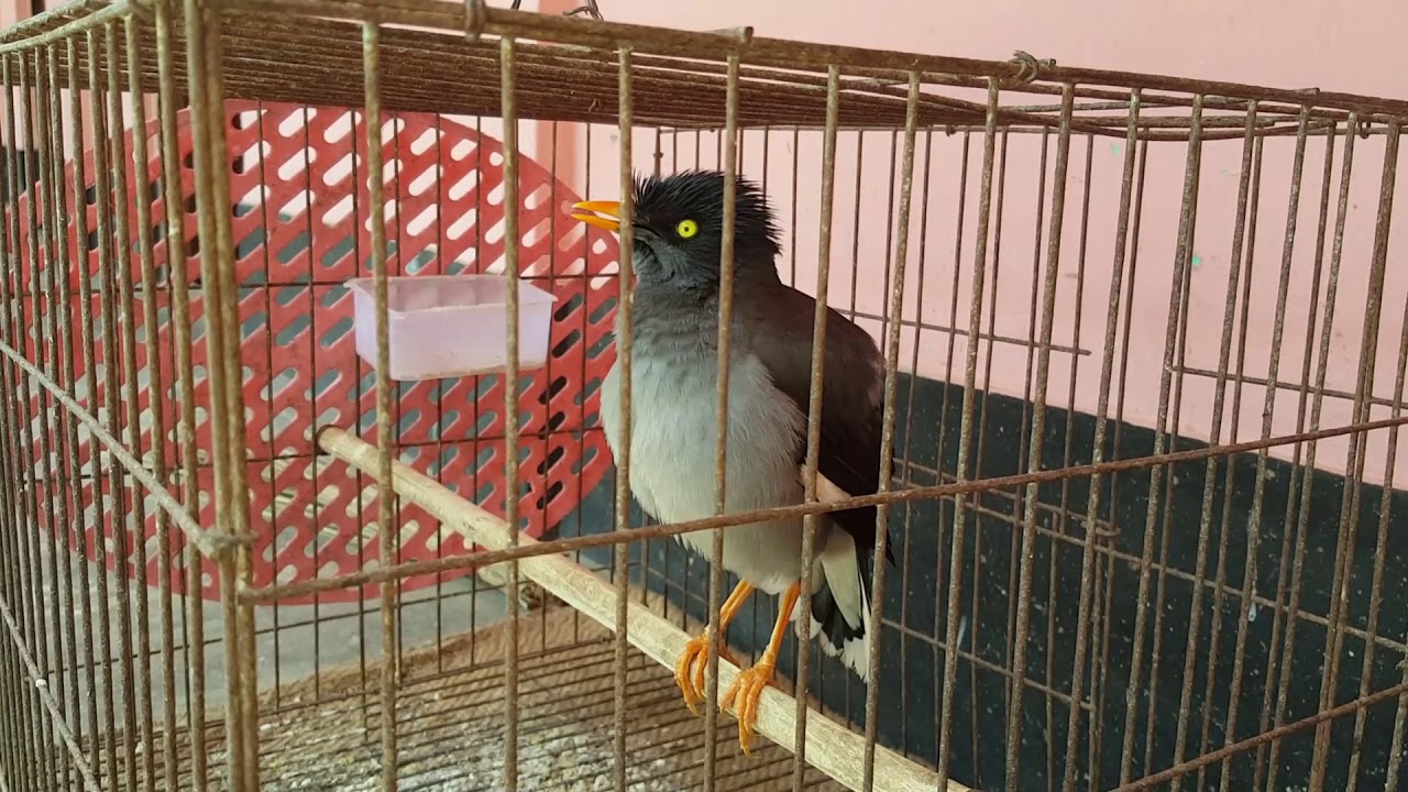 missing my bird June 18, 2020 - YouTube