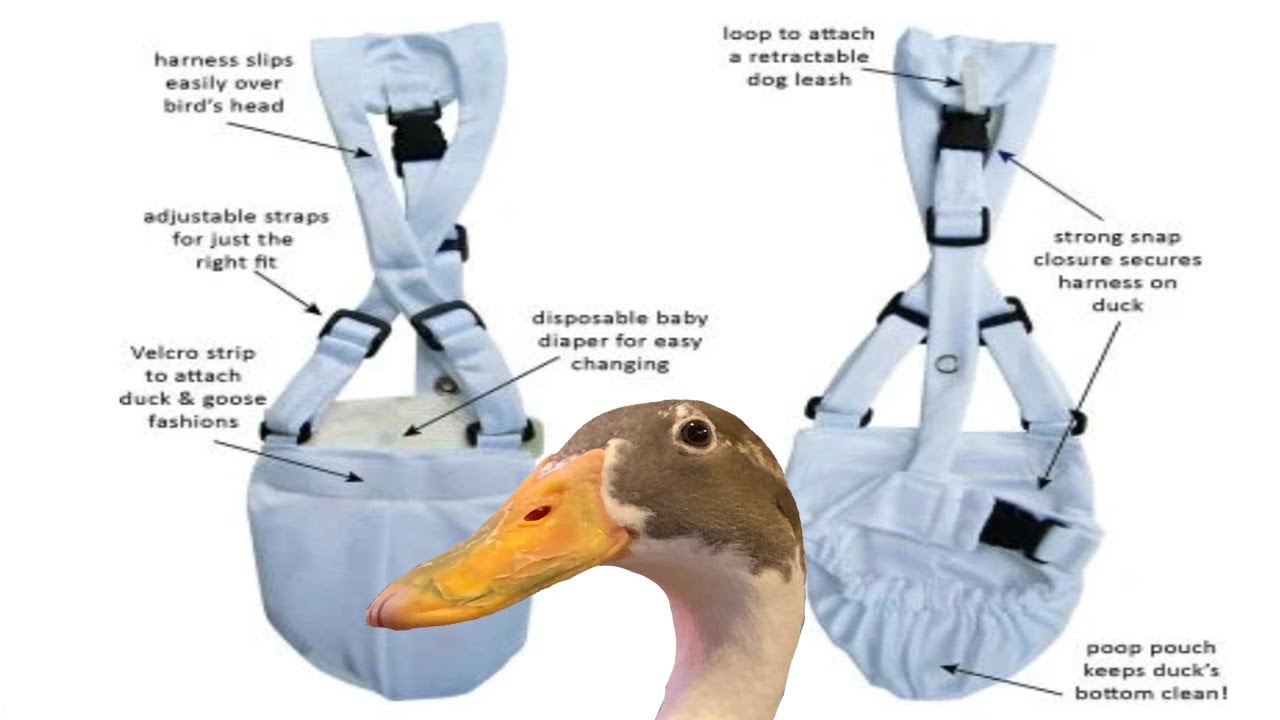 Putting a diaper on a duck - YouTube