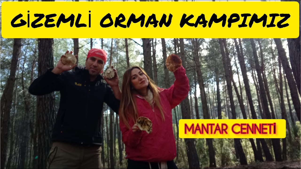 KANLICA MANTARI - ÇINTAR ARAYIŞI- ISSIZ ORMAN KAMPIMIZDA BULDUGUMUZ ...
