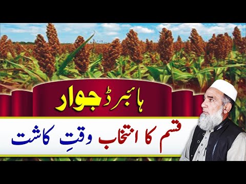 Sorghum (Jawar) Varieties and Sowing time || Crop Reformer
