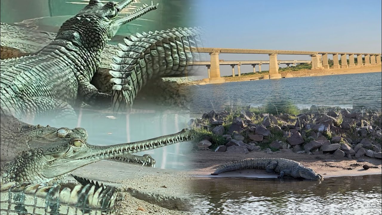Sarvi with crocodiles&. Gharial at Gandhi sagar dam#sarvic # ...