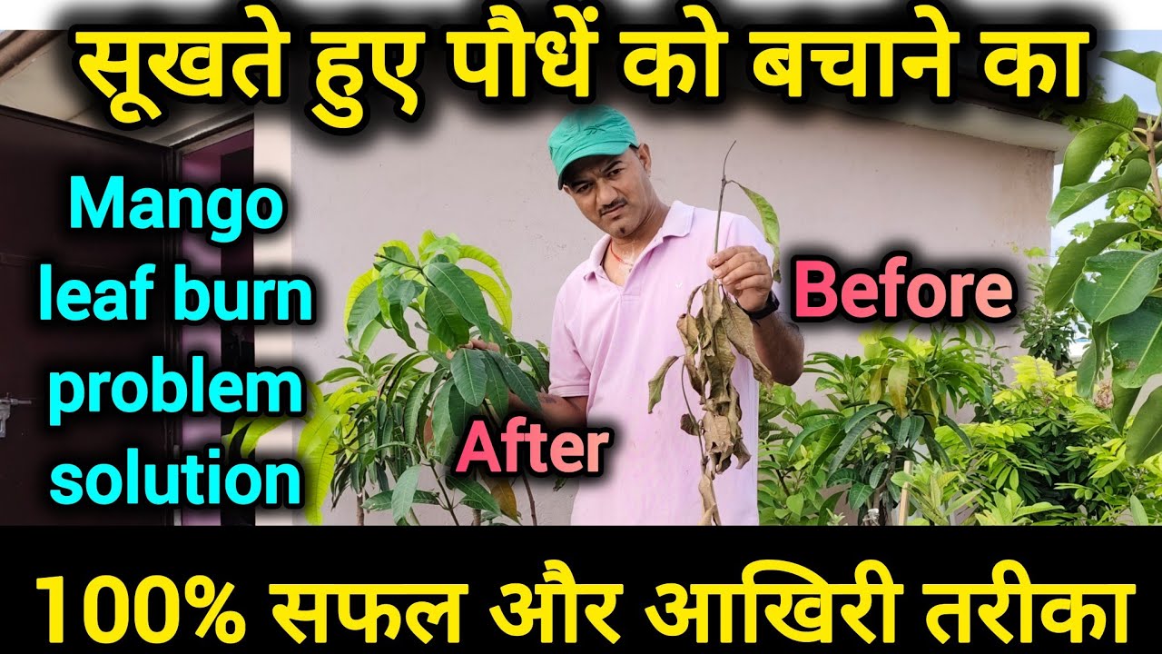 Mango Leaf Burn Problem100% Solving Technique आम के सूखते पौधों को बचाने का 100% सफल और आखिरी ...