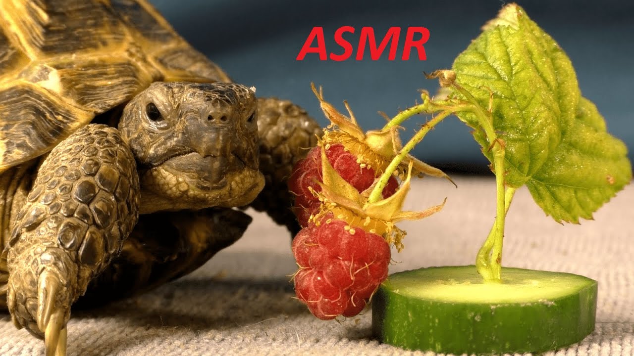Turtle eating Raspberries Cucumber ASMR | Animal ASMR #83 - YouTube