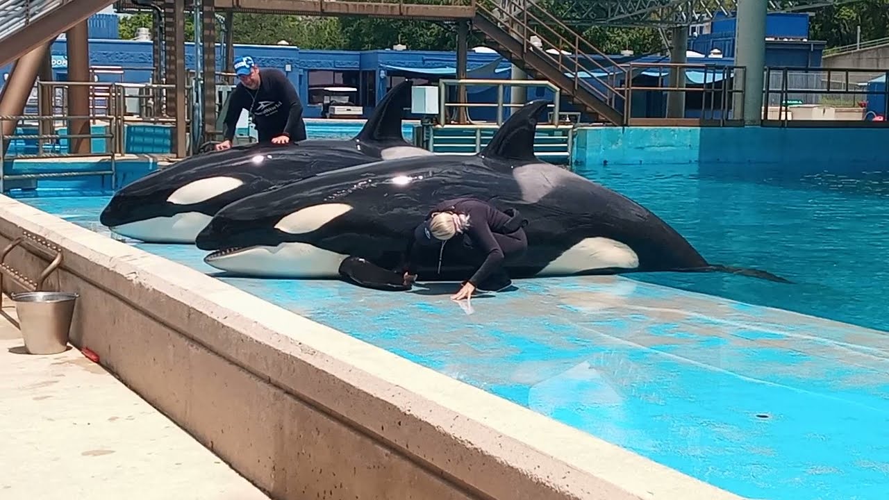 Dine with orcas at SeaWorld San Antonio - YouTube