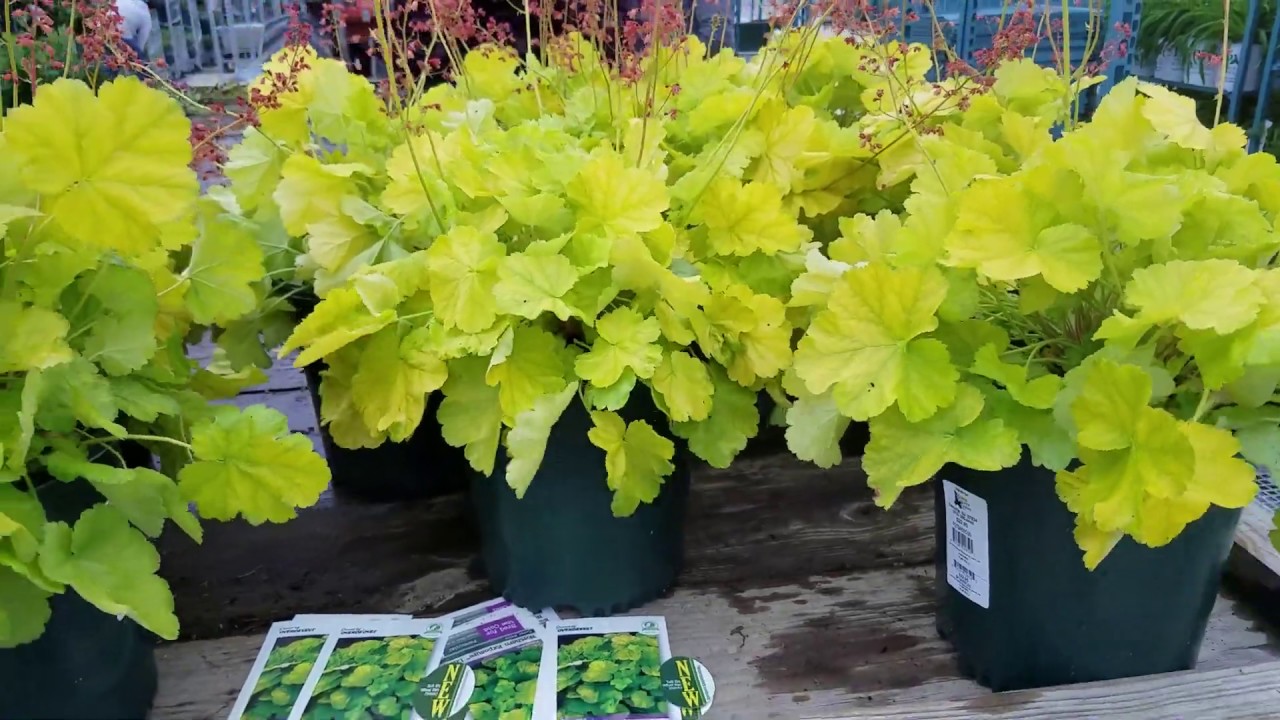 Best Perennials - Heuchera Northern Exposure™ Lime (Coral Bells) - YouTube