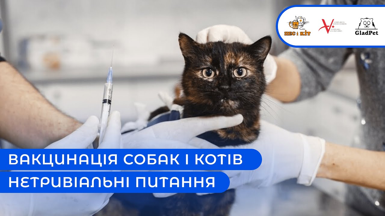 Вакцинація собак і котів. Нетривіальні питання - YouTube