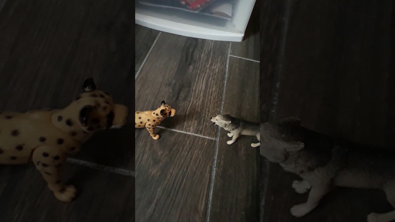 Wolf vs Cheetah (read description) - YouTube