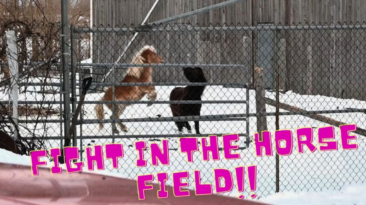 Fight In the HORSE Field! - YouTube