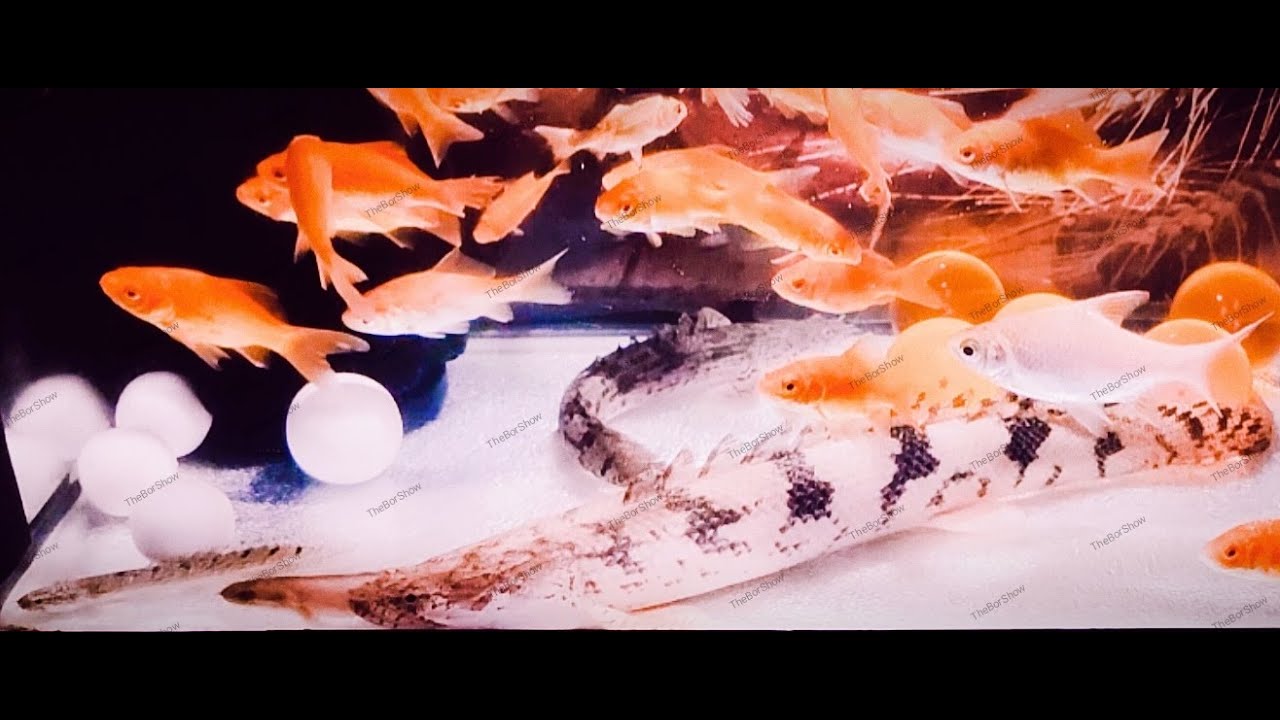 Delhezi (Barred Bichir) - Endlicheri, Delhezi, Albino Oscar, Tinfoil ...